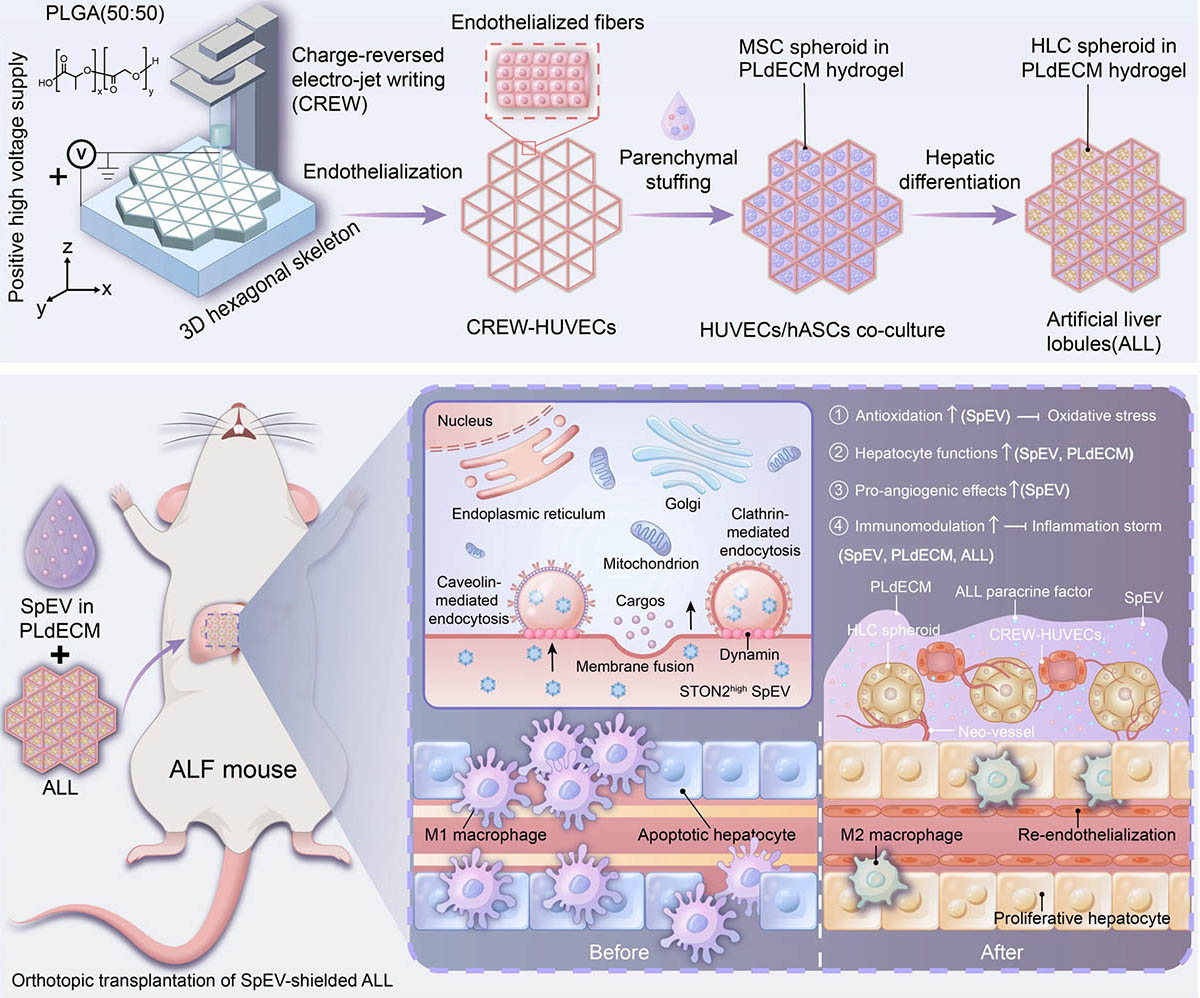 期刊论文 > 2025年